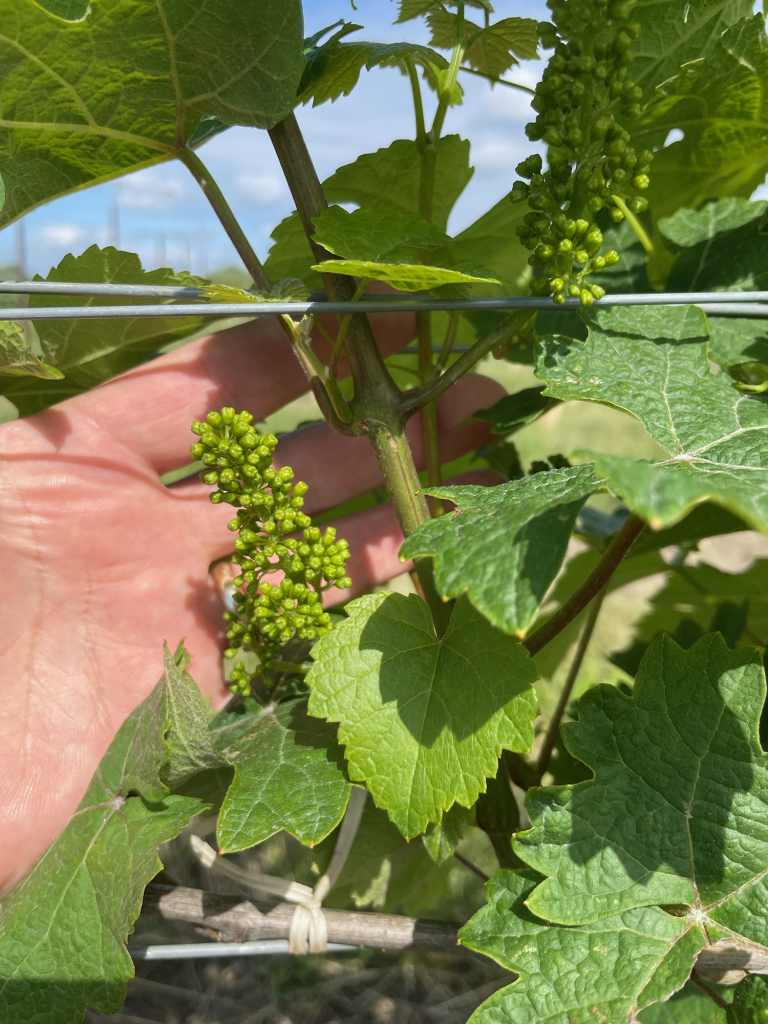 Growing Wine – Or Wine Growing – A holistic process at Wending Home ...